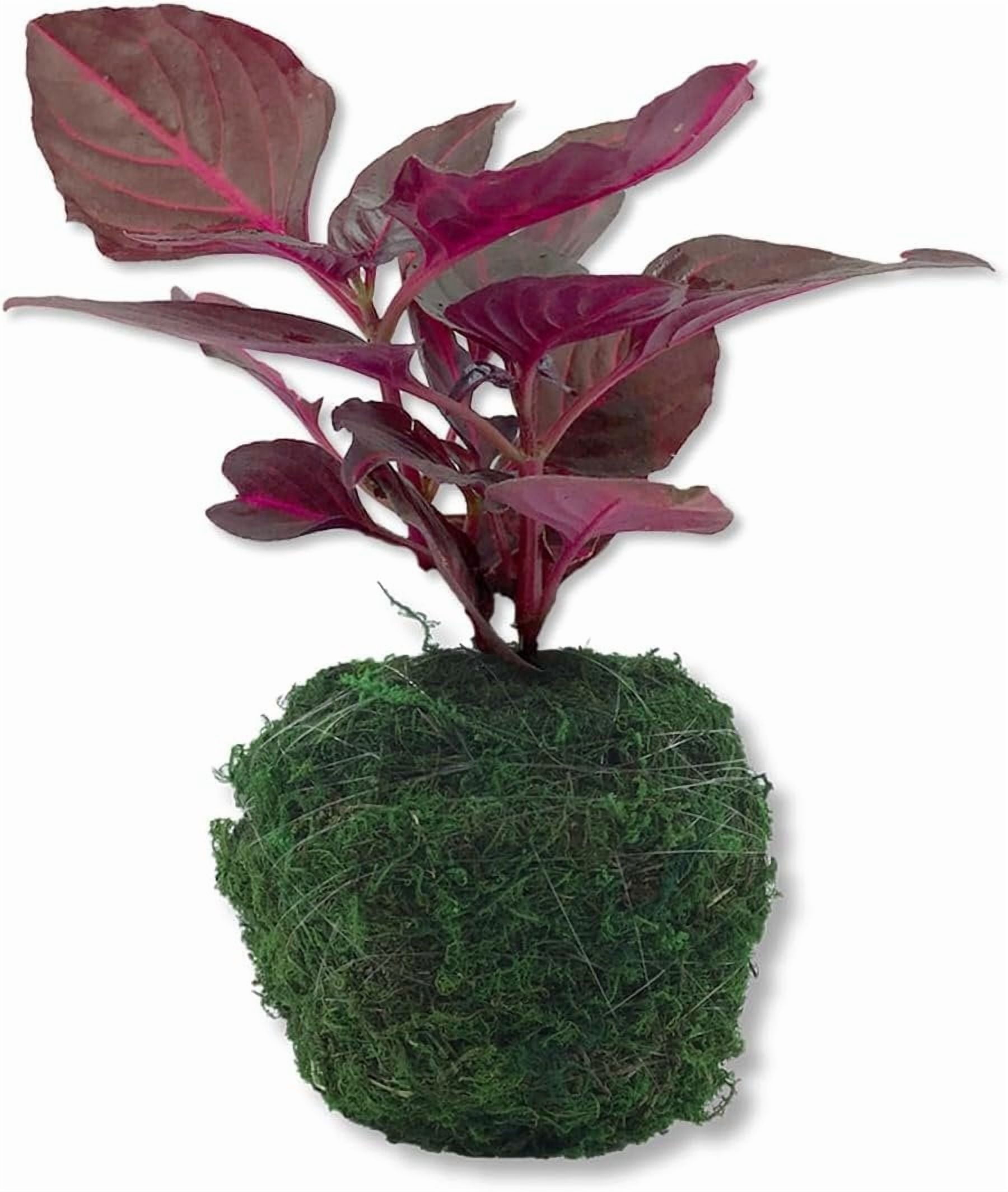 Bloodleaf Plant in Moss Planter Live Starter Plant in a 4 Inch ...