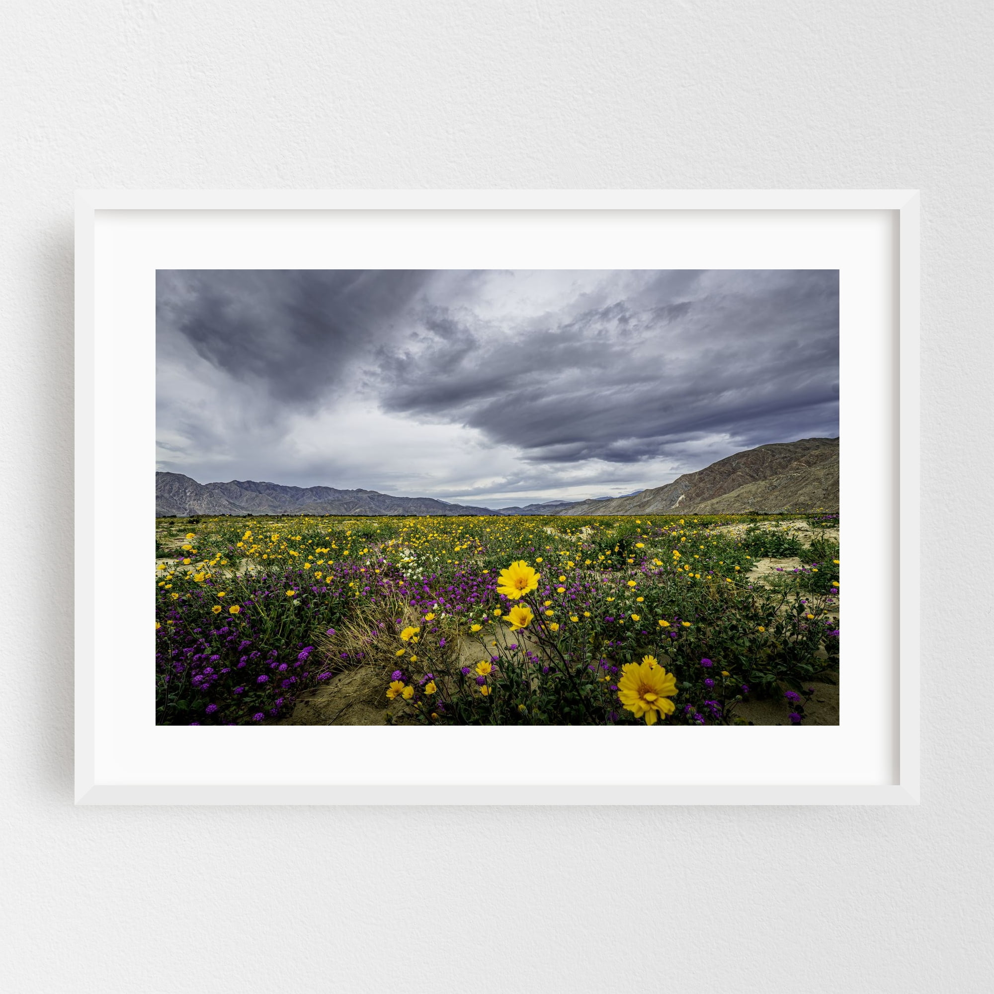 Bloom Before the Storm - Photography Desert Flowers Landscape Nature ...