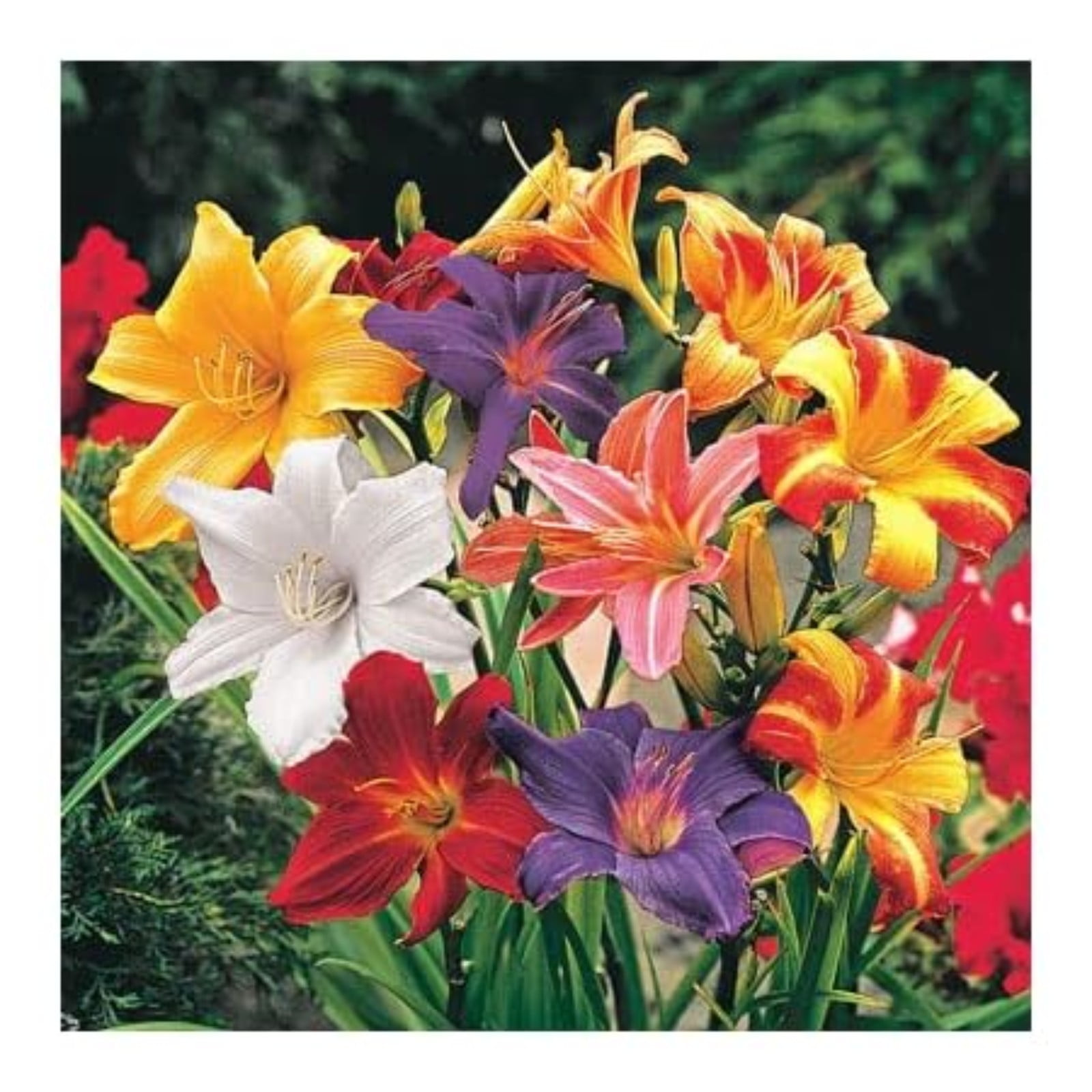Bloom Repeatedly-Hemerocallis Fulva Daylily Flower- Daylily Bulbs- Nice ...