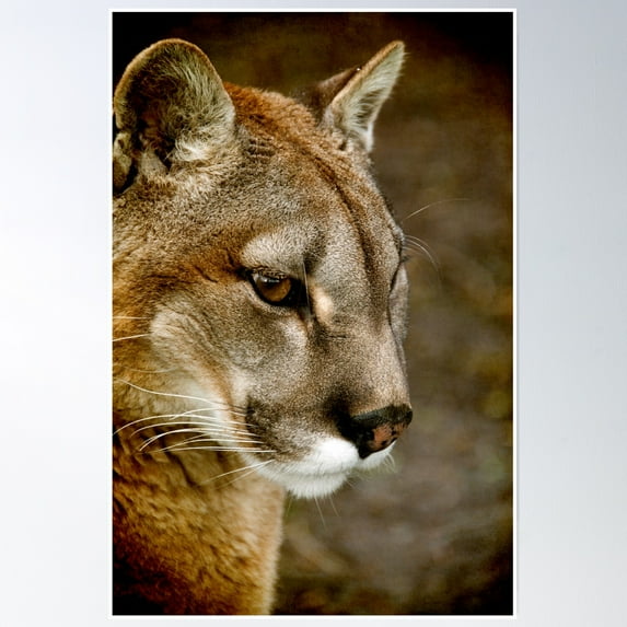 Bloom Theory A Pensive Puma Portrait Poster Wall Art, Modern Wall Decor ...