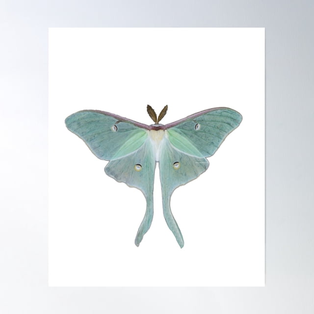 Bloom Theory Beautiful Luna Moth Poster Wall Art, Modern Wall Decor ...