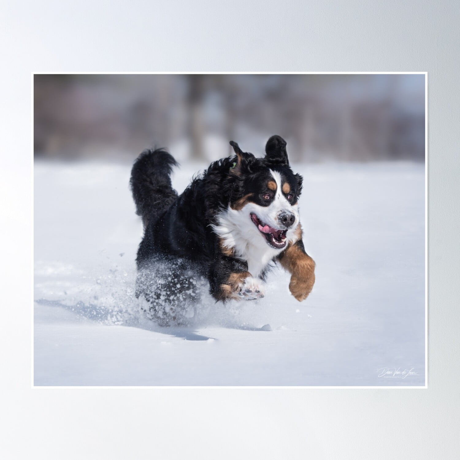 Bloom Theory Bernese Mountain Dog In Snow Poster Wall Art, Modern Wall Decor, 12x18 UNFRAMED ...