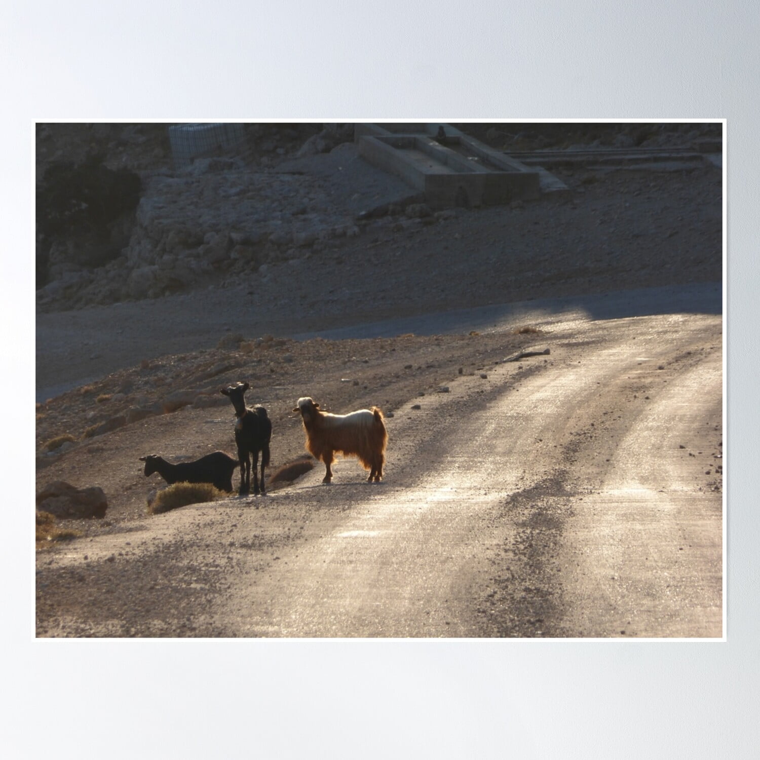 Bloom Theory Cretan Goats Poster Wall Art, Modern Wall Decor, 12x18 ...