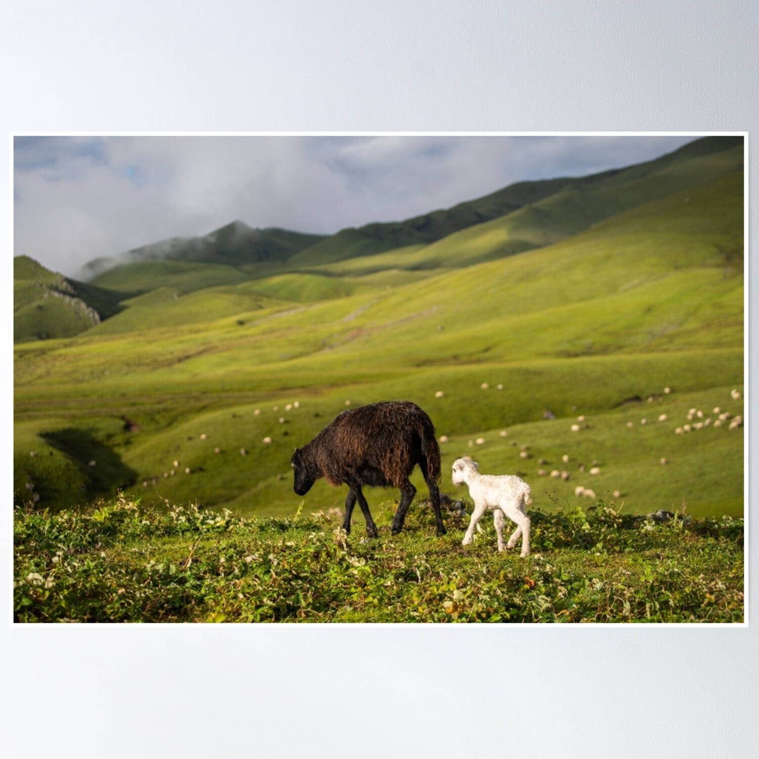 Bloom Theory Mother And Baby Goat In Himalayan Meadows Poster Wall Art ...