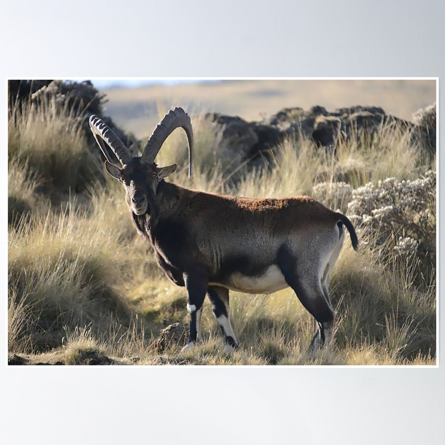 Bloom Theory Mountain Goat-Goat On Mountain Poster Wall Art, Modern ...