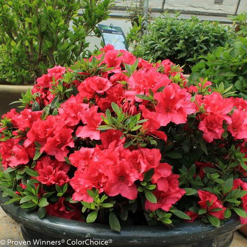 Bloom Thon Azalea