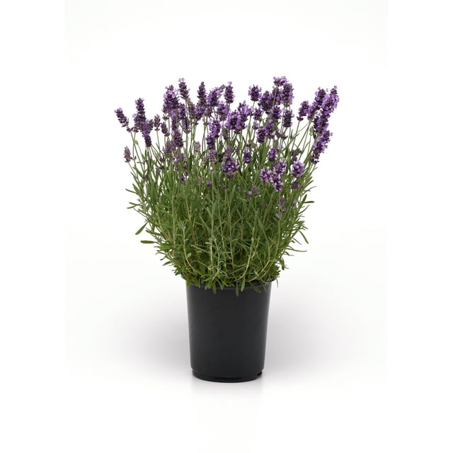 Bloomables 1 Gallon Lavender Primavera Potted, Live Plant - Walmart.com
