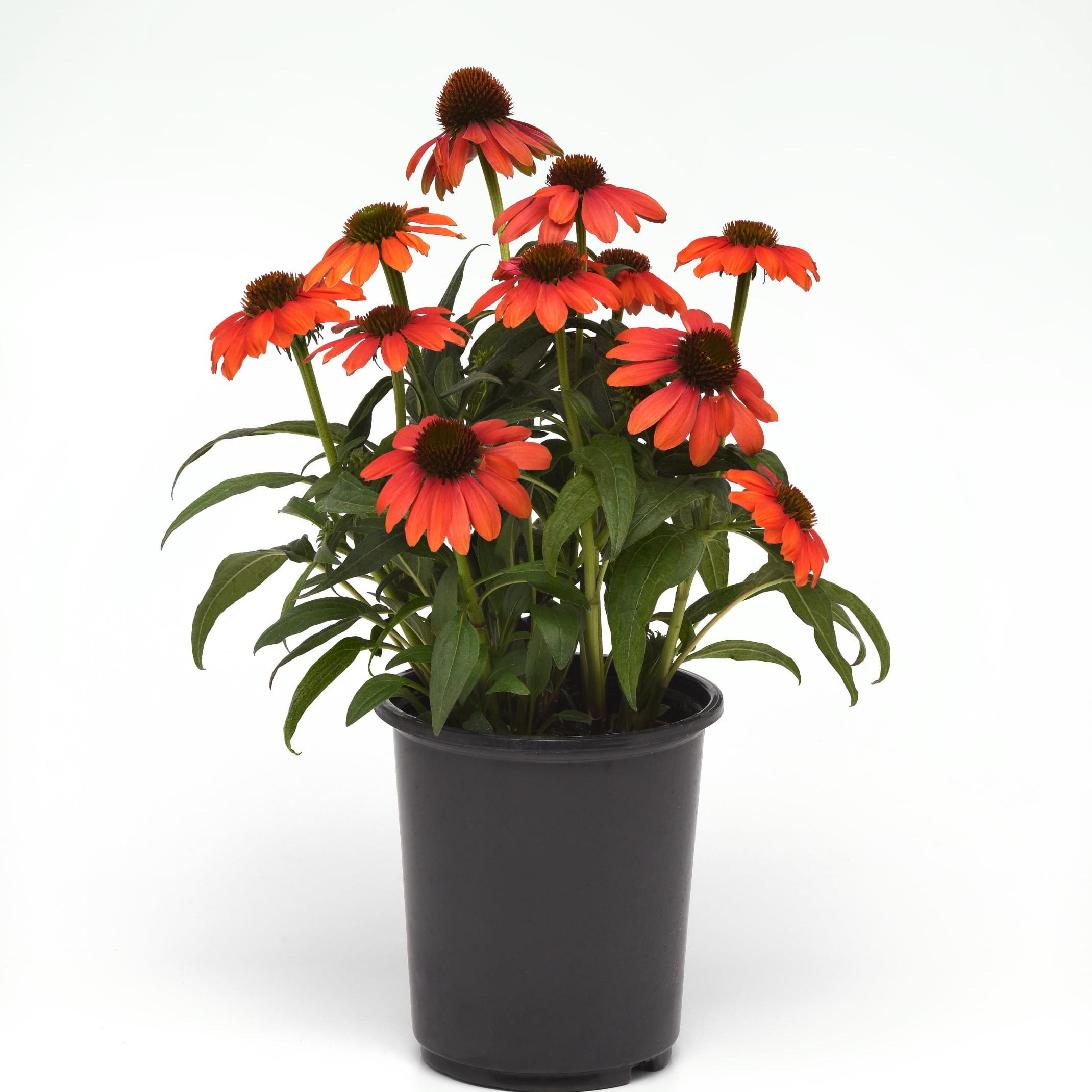 Bloomables - 1 Gallon Multicolor Echinacea Coneflower Perennial (1 ...