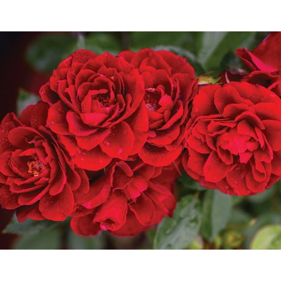 Bloomables 1G Rose Red Sunblaze Live Plants Full Sun Red - Walmart.com