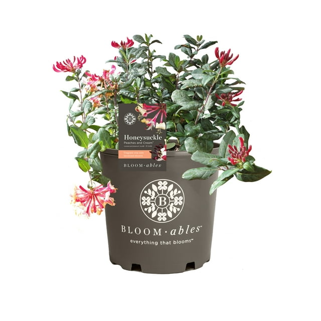 Bloomables® 2.25 gal Peaches and Cream ™ Honeysuckle Live Shrub with ...