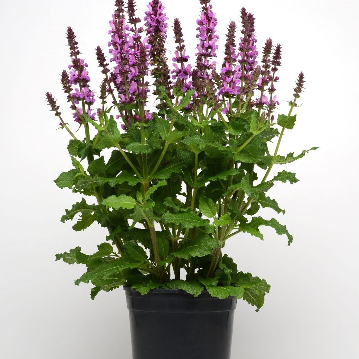 Better Homes & Gardens 2.5 Quart Multicolor Salvia Full Sun Perennial ...