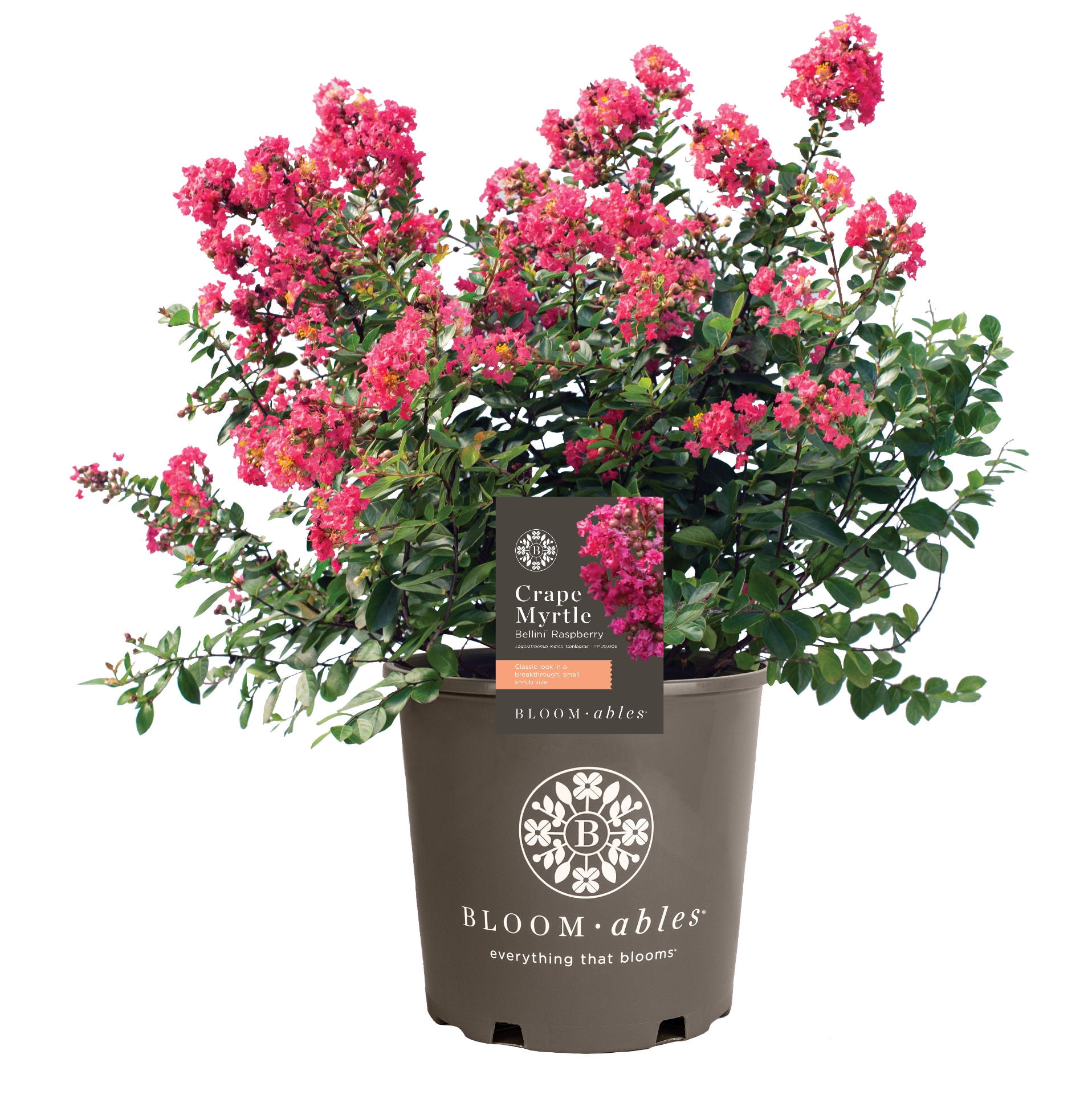 Bloomables 2 gal Crape Myrtle Raspberry Live Shrubs - Walmart.com