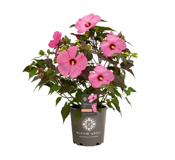 Bloomables 2 gal Hibiscus Adore Pink Live Shrubs - Walmart Business ...