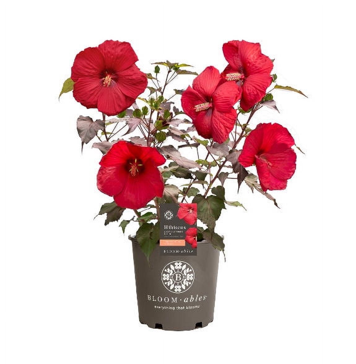 Bloomables 2 gal Hibiscus Desire Live Shrubs - Walmart Business Supplies