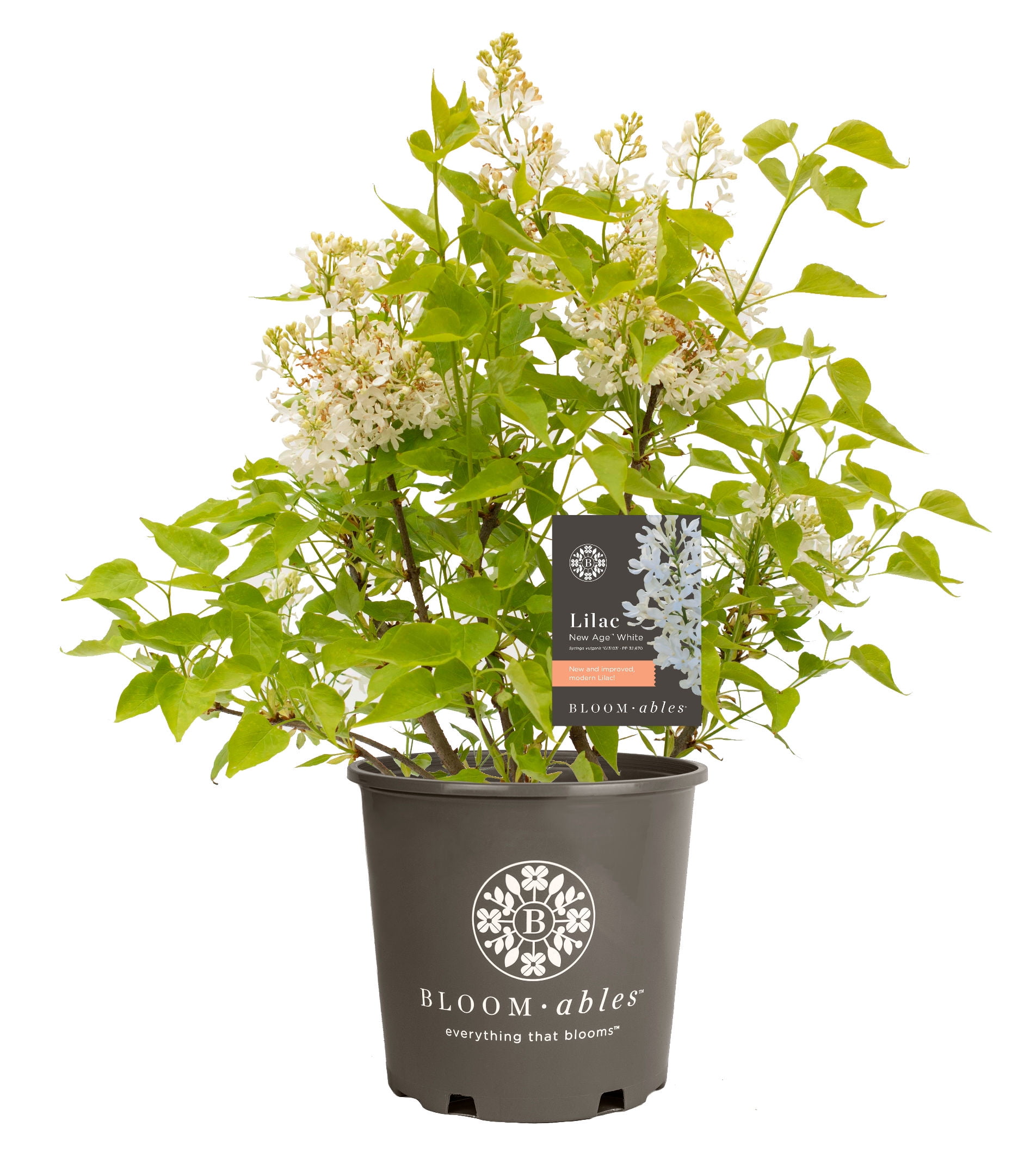Bloomables 2 gal Lilac New Age White Live Shrubs - Walmart.com
