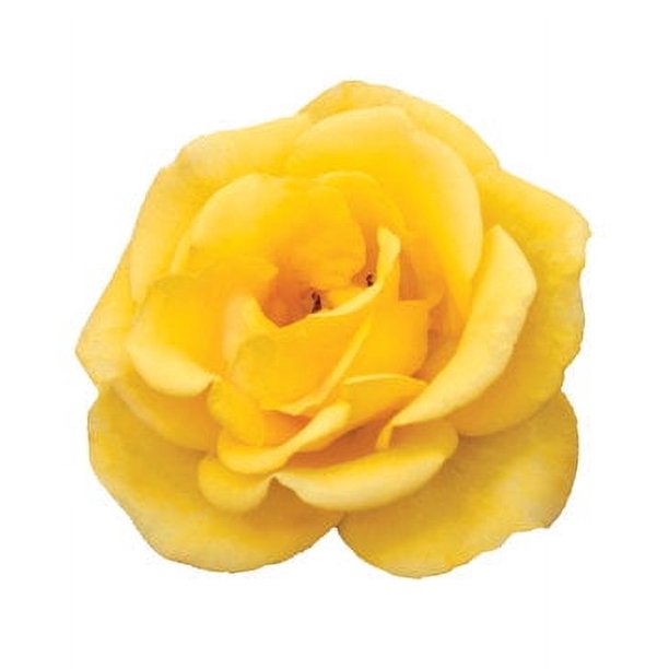 Bloomables 2G Gilden Sun Rose Live Plant in Pot - Walmart Business Supplies