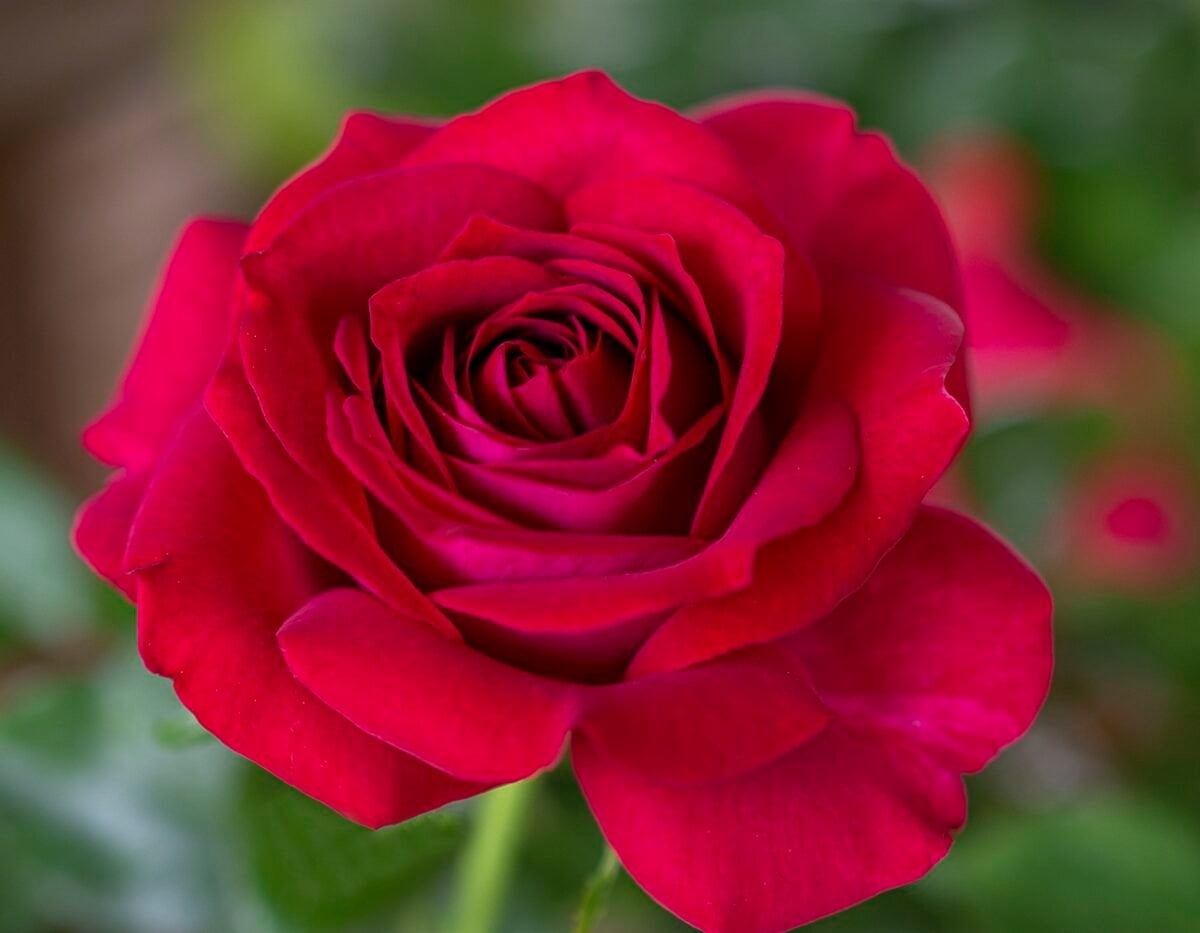 Bloomables 2G Rose Stiletto Live Plants Full Sun Pink - Walmart.com