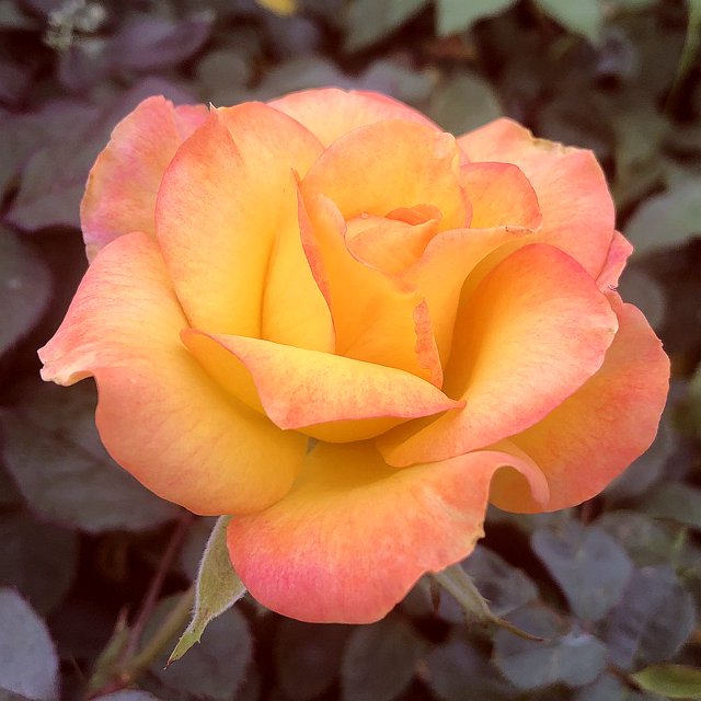 Bloomables 2G Rose Sunset Horizon Tree Deciduous Flowering Live Plants ...