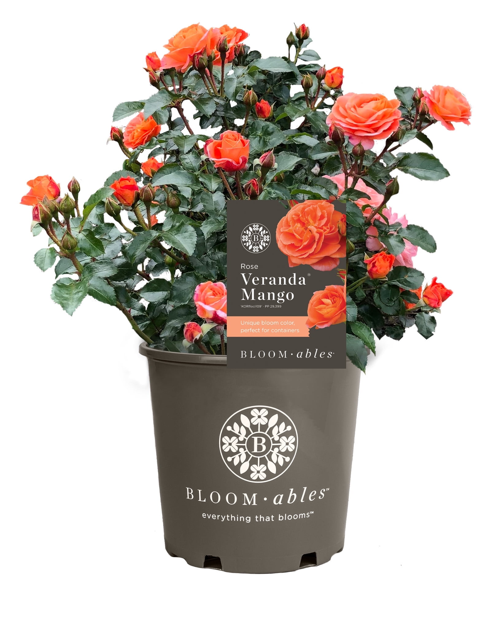 Bloomables 2G Rose Veranda Mango Deciduous Flowering Live Plants Full ...