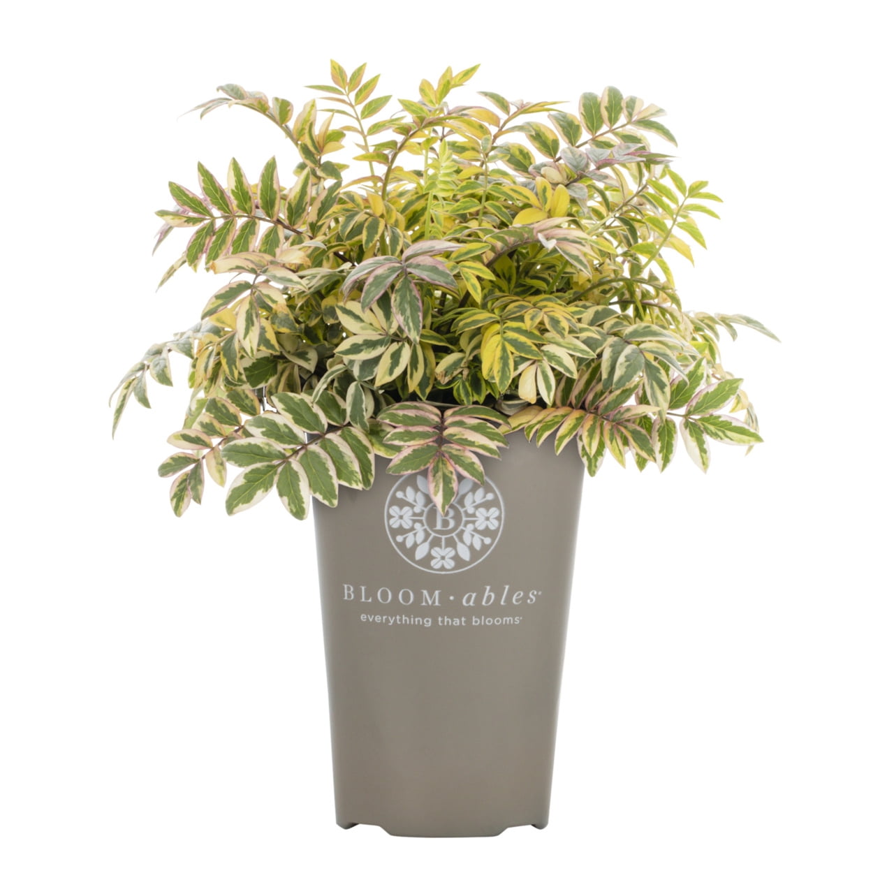 Bloomables 2QT Polenomium Golden Feathers Live Perennial Plant Shade ...