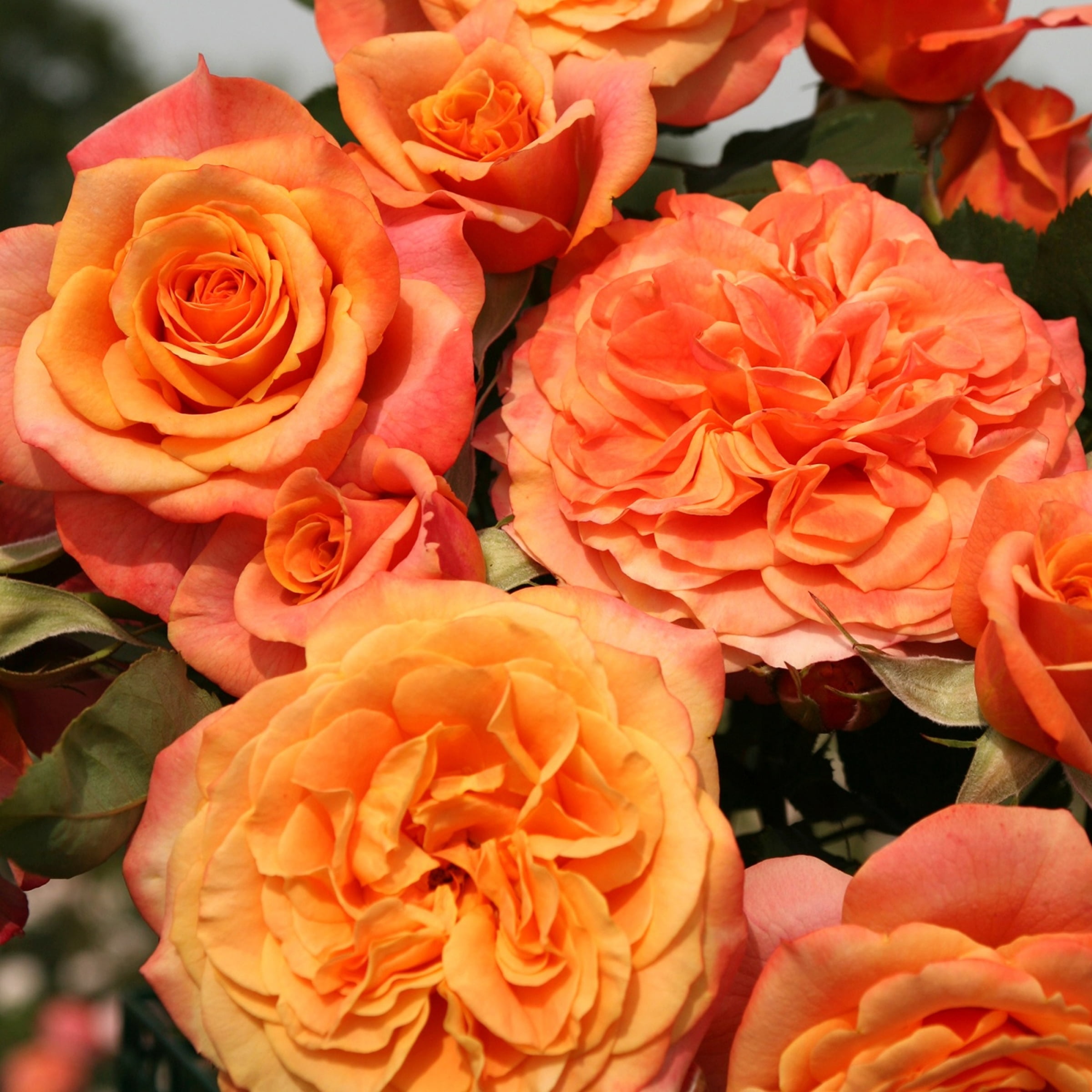 Bloomables® Bareroot Sunbelt® Crazy Love ™ Live Shrub with Full Sun - 2 ...