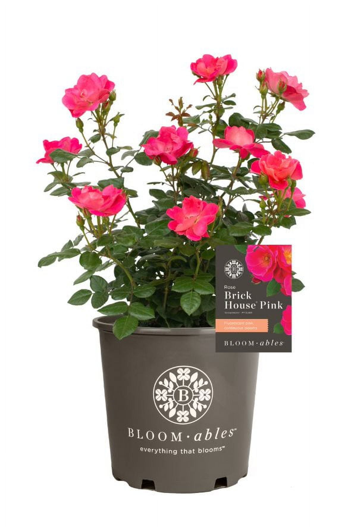 Bloomables Brick House® Pink Rose Full Sun; Compact; Pink Bloom ...