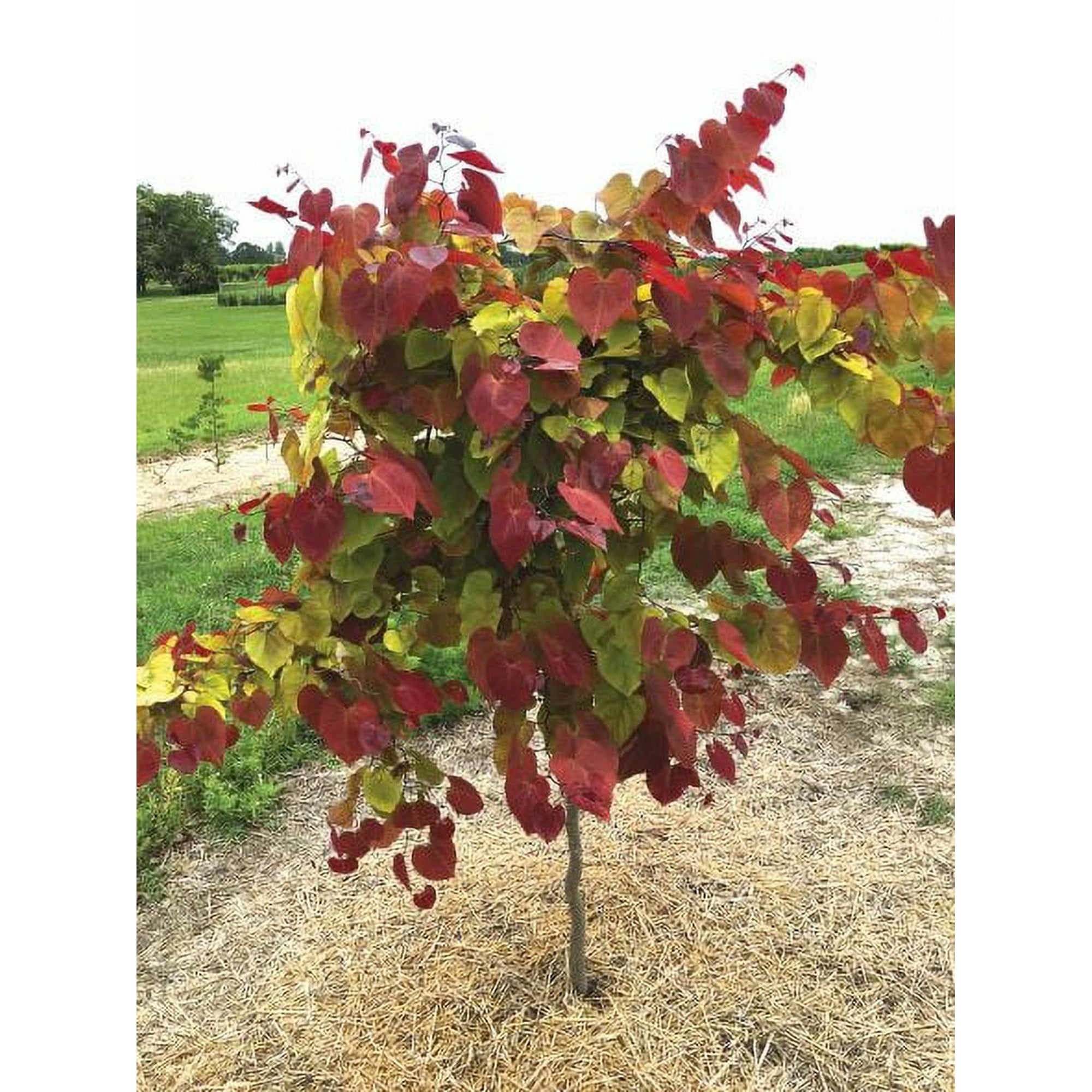 Redbud Leaf Information