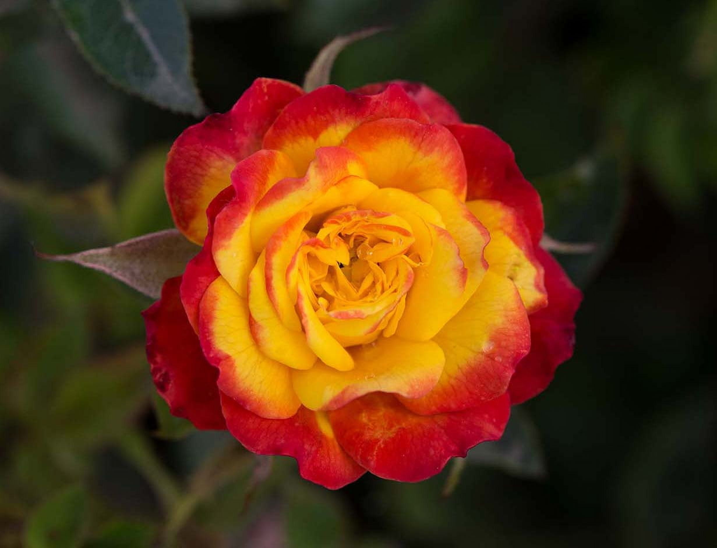 Bloomables IN12 (3G) Rose Rainbow Sunblaze Tree Form Flowering Patio ...