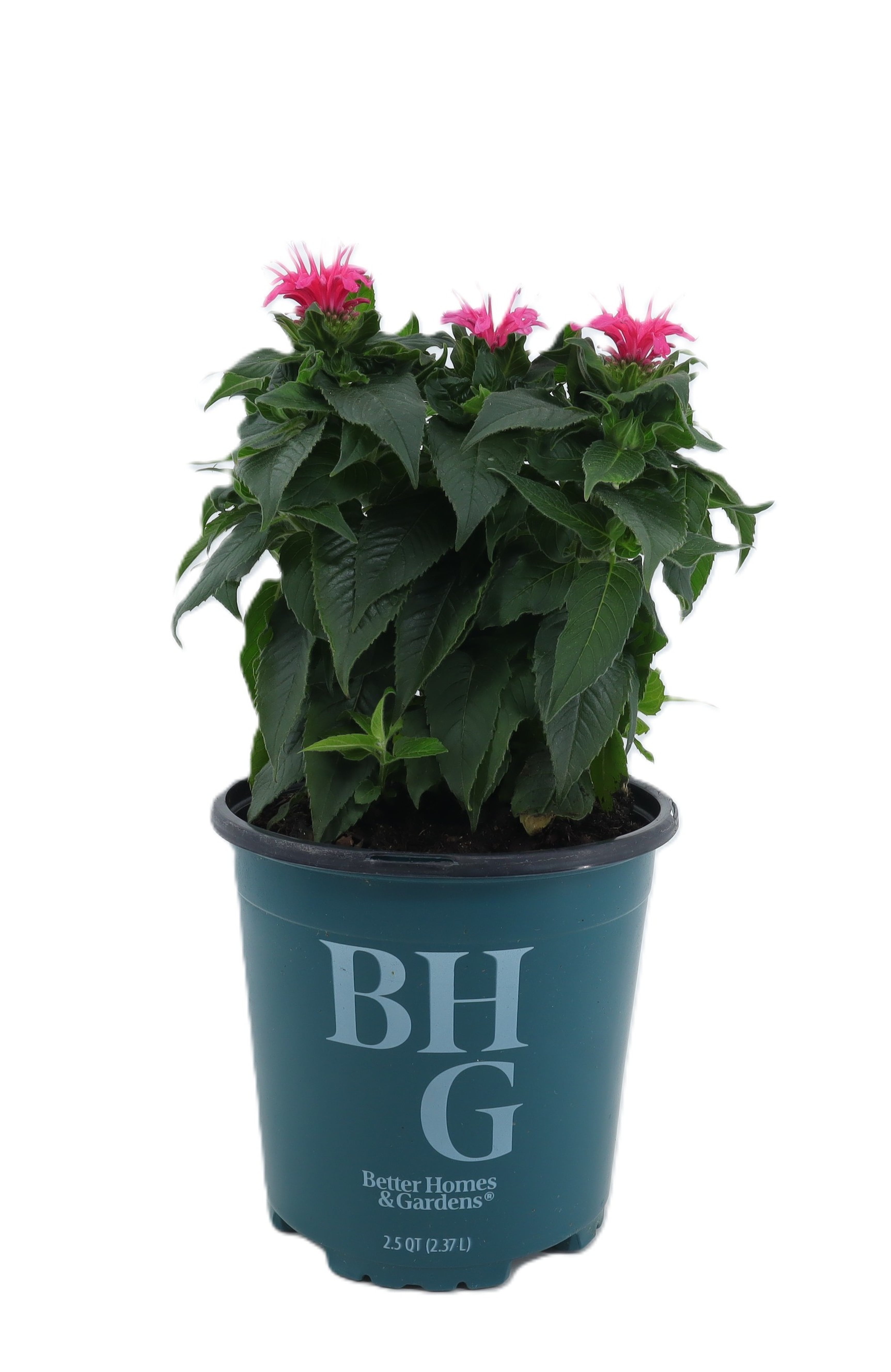 Better Homes and Gardens Outdoor Live Plant Monarda Bee Balm Balmy Rose ...