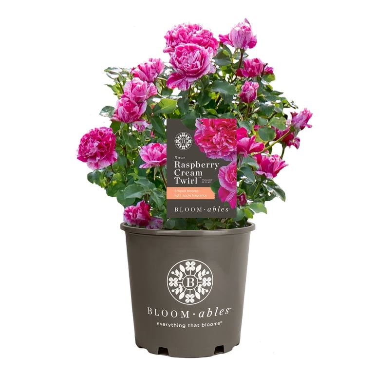 Raspberry Cream Twirl Climber Rose Raspberry Cream Twirl 4L | Norton