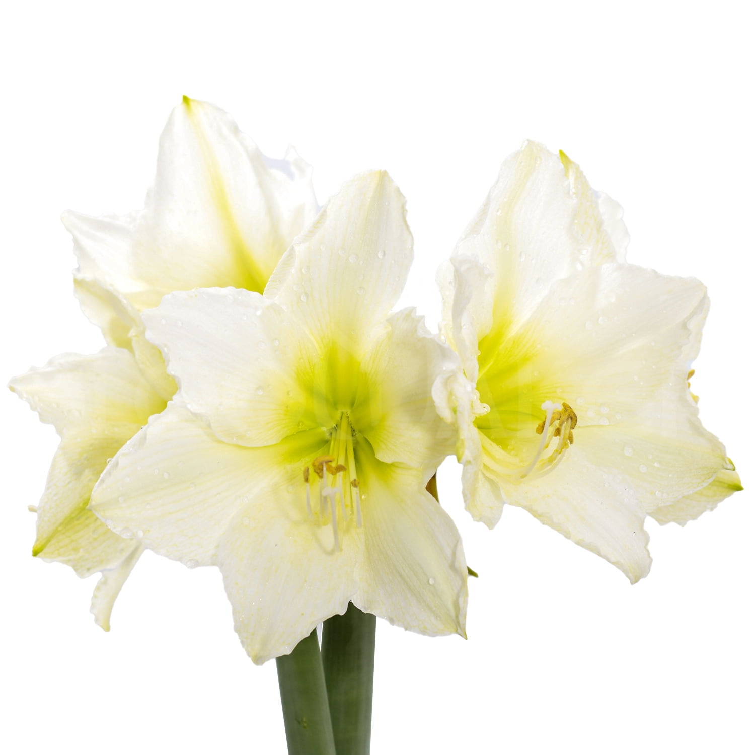 Bloomaker® Christmas Gift Amaryllis Raw Plant Bulbs, 4 Ct - Walmart.com