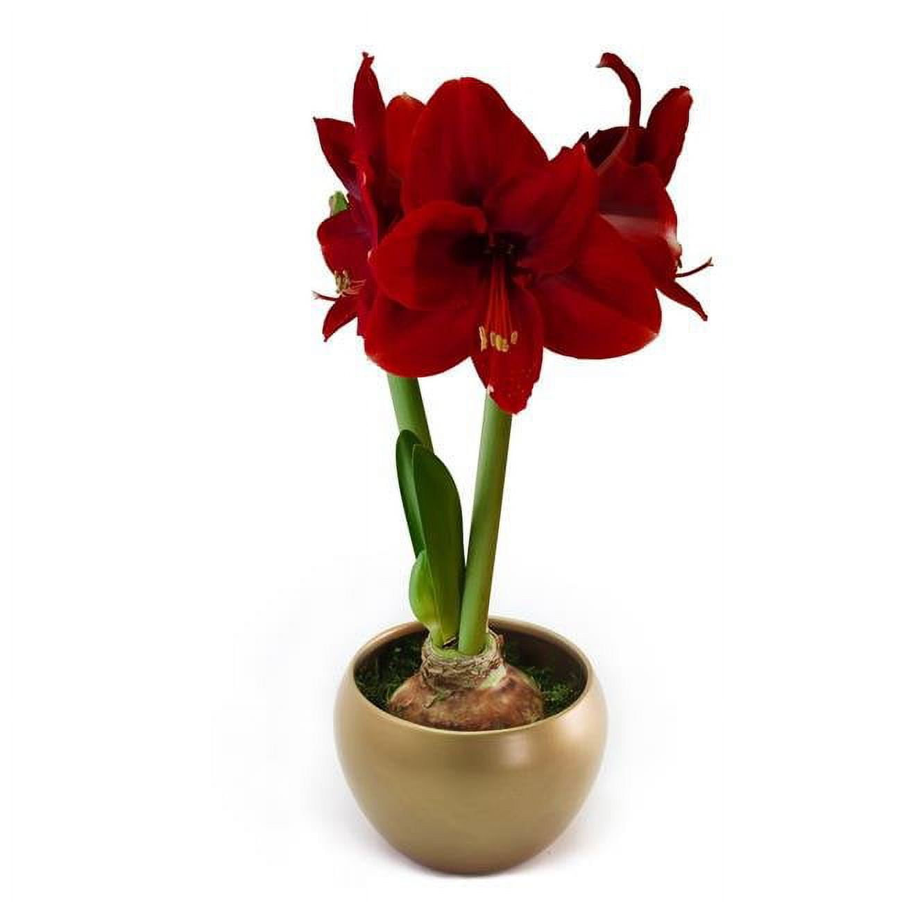 Bloomaker Gold Tin Amaryllis Bulb Kit - Red Velvet - Walmart.com