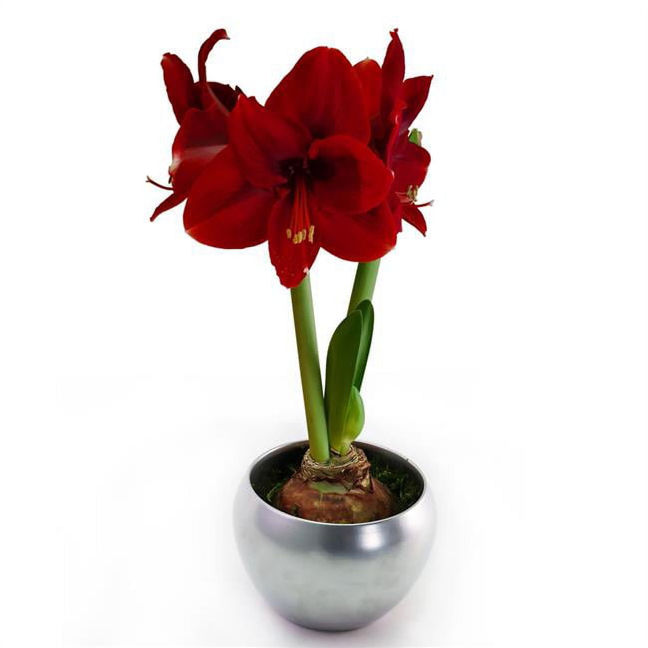 Bloomaker Silver Tin Amaryllis Bulb Kit - Red Velvet - Walmart.com