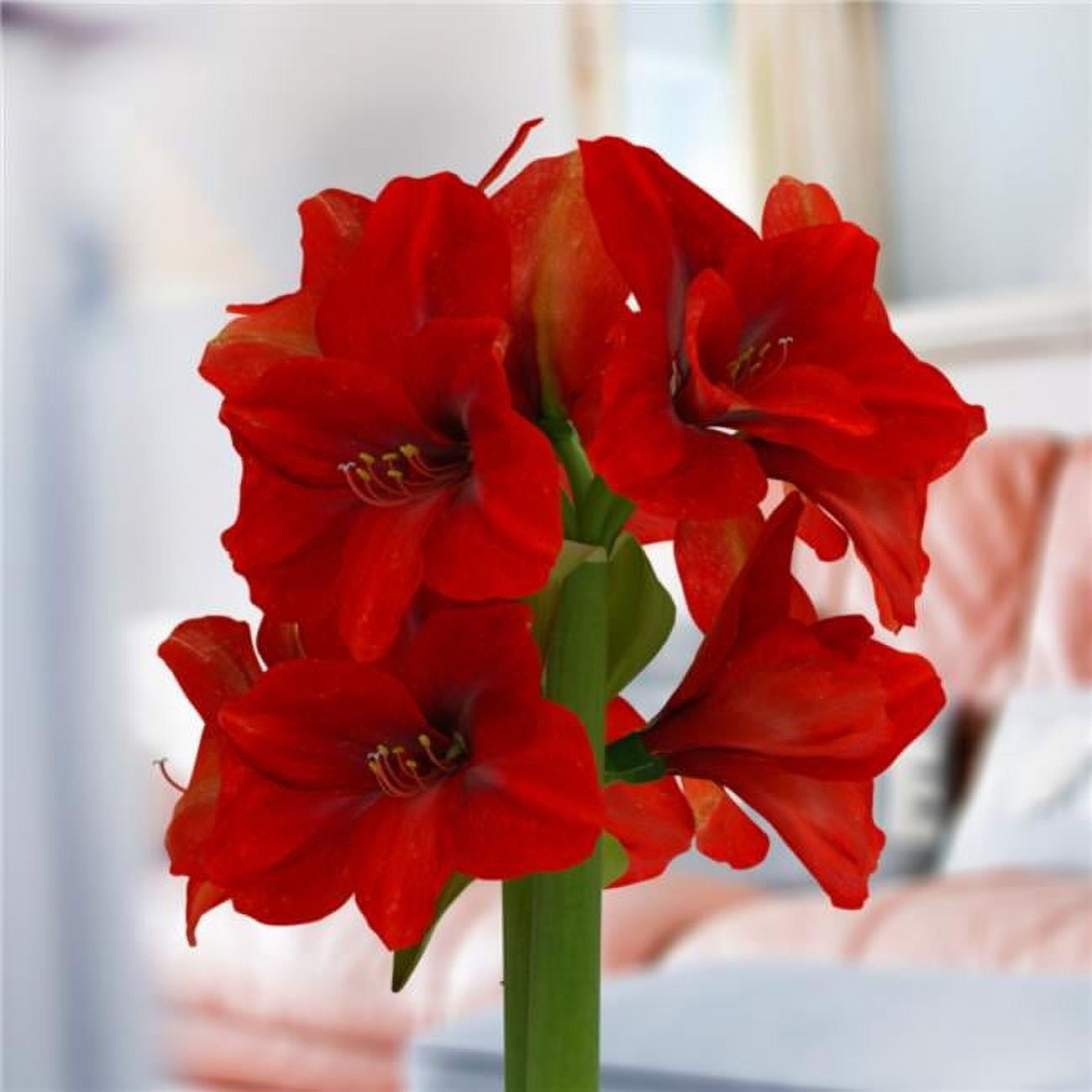 Bloomaker USA Giant Indoor Flower - Bloomaker Red Lion Amaryllis Bulbs ...