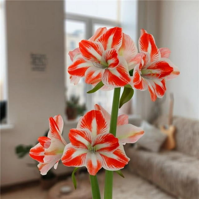 Bloomaker USA Jumbo Giant Minerva Amaryllis Bulbs 26 - 28 cm - Pack of ...