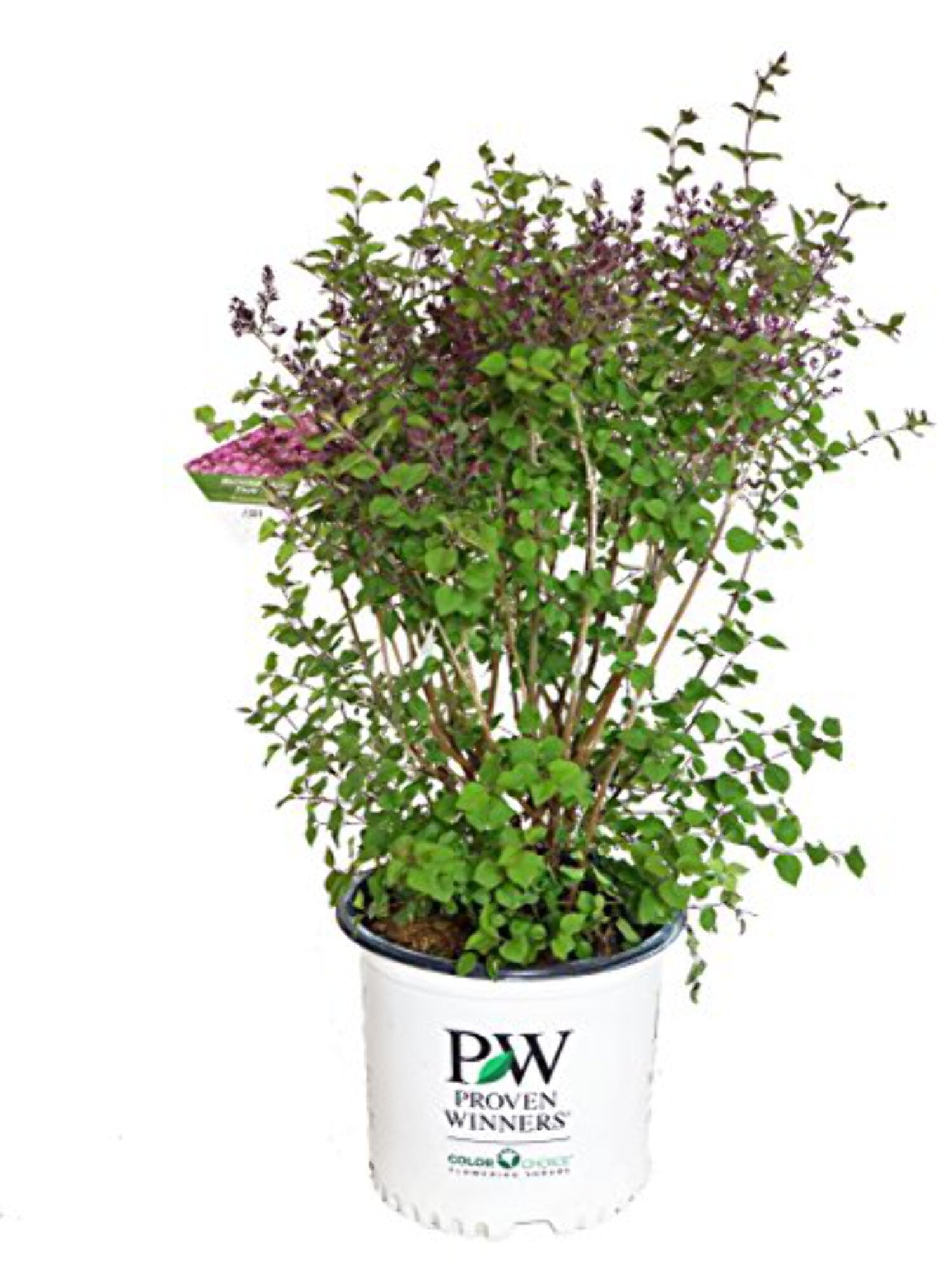 Live Lilac Bush, 3 Gallon, Dark Purple Reblooming, Fully Rooted ...