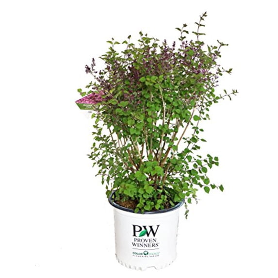 Live Lilac Bush, 3 Gallon, Dark Purple Reblooming, Fully Rooted ...