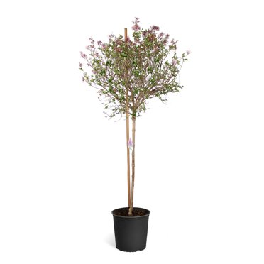 Simpson Nurseries 18" Tuscarora Pink Crape Myrtle Live Plant - Walmart.com