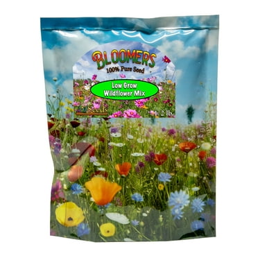 Bloomers 1LB All Perennial Wildflower Mix - 100% Pure Seed, All Season ...