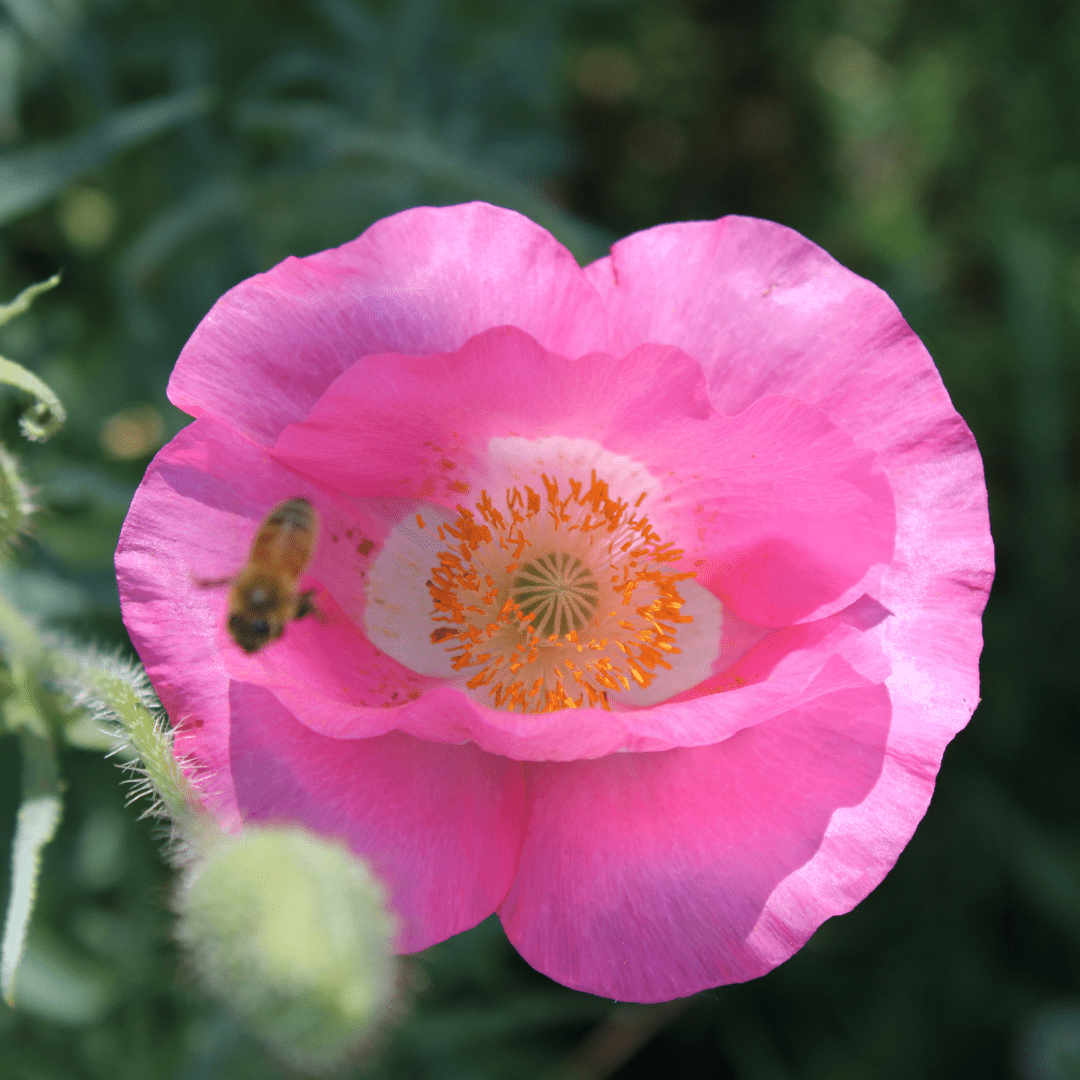 Bloomers 3LB Honeybee Wildflower Mix - 100% Pure Seed, All Season, Low ...