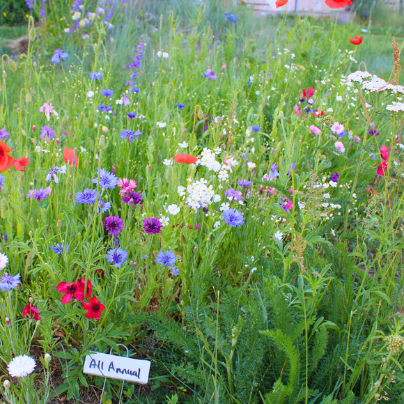 Wildflower Mix Flower Seeds in Seed Gardening - Walmart.com
