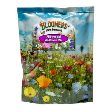 Bloomers 1/2LB Low Grow Wildflower Mix - 100% Pure Seed, All Season ...