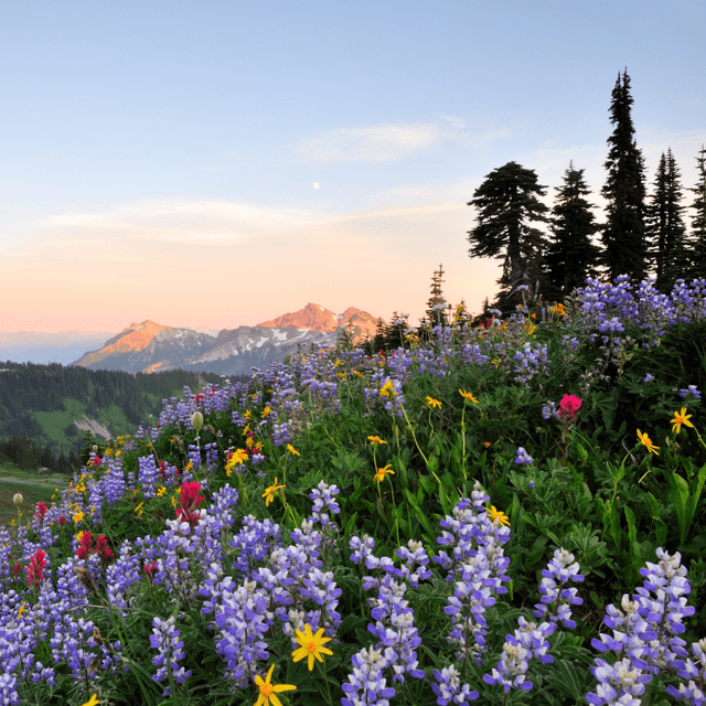 Bloomers Rocky Mountain Wildflower Mix - 100% Pure Seed, All Season Low ...