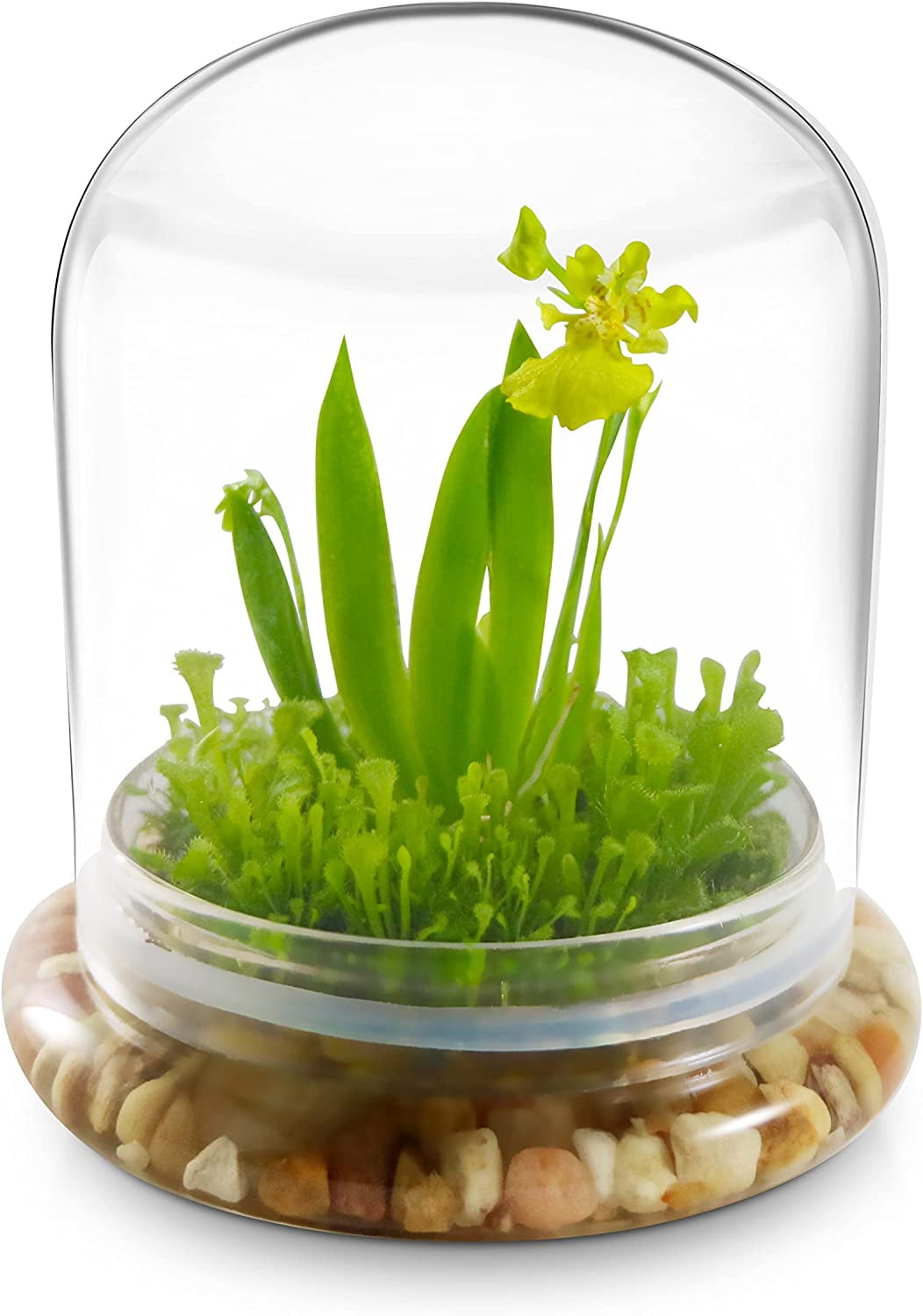 Bloomify Dancing Orchid Terrarium – Live Orchid Plants in Glass ...