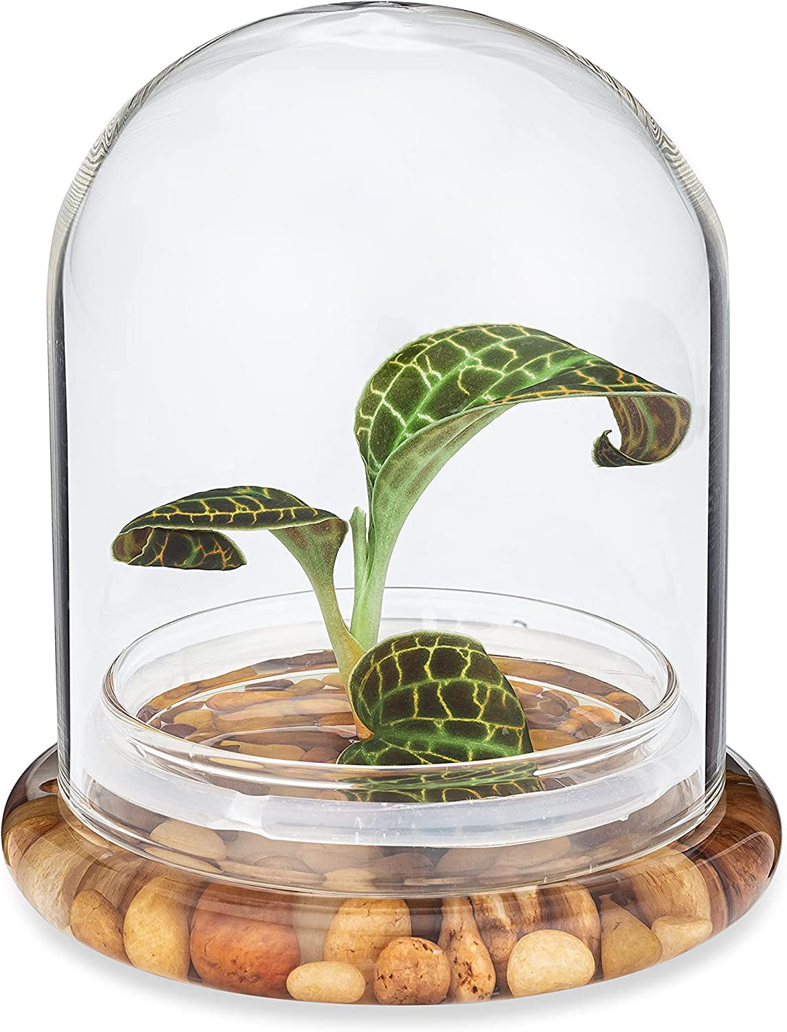 Bloomify Jewel Orchid [Macodes sanderiana/petola] Live Orchid in Self ...