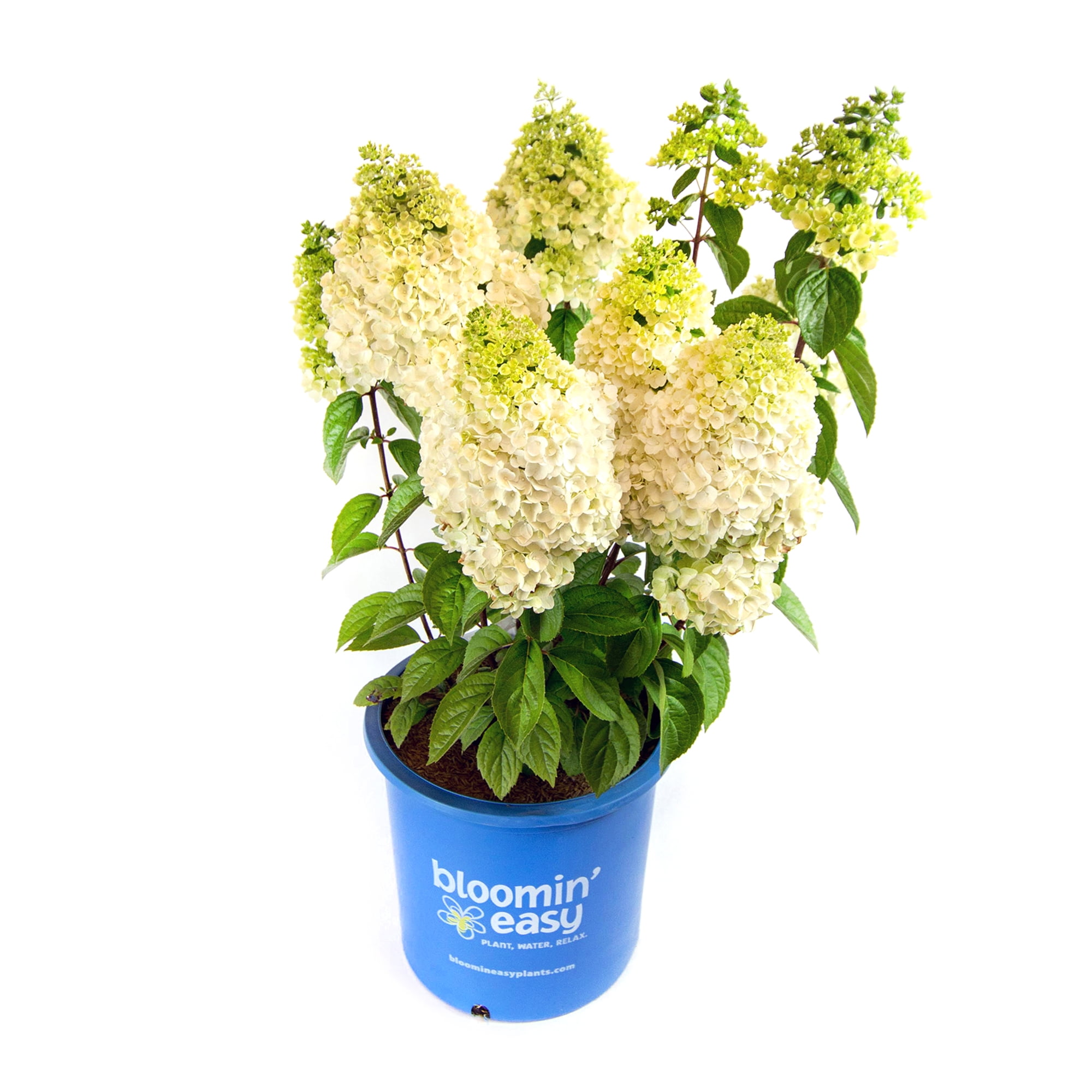 Bloomin Easy 2 gal Hydrangea Moonrock Live Shrubs - Walmart.com
