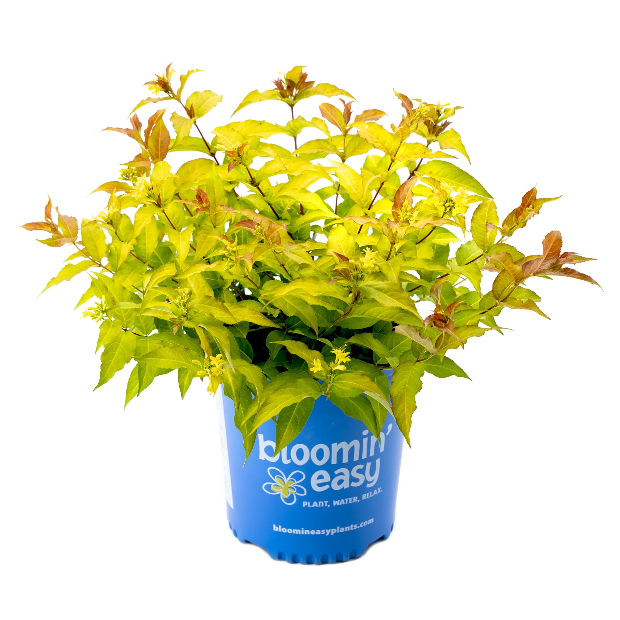 Bloomin Easy 2G Diervilla Firefly Live Plants Full Sun Yellow - Walmart.com