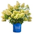Bloomin' Easy 2G Hydrangea Dragon Baby Flowering Live Plants Full Sun ...