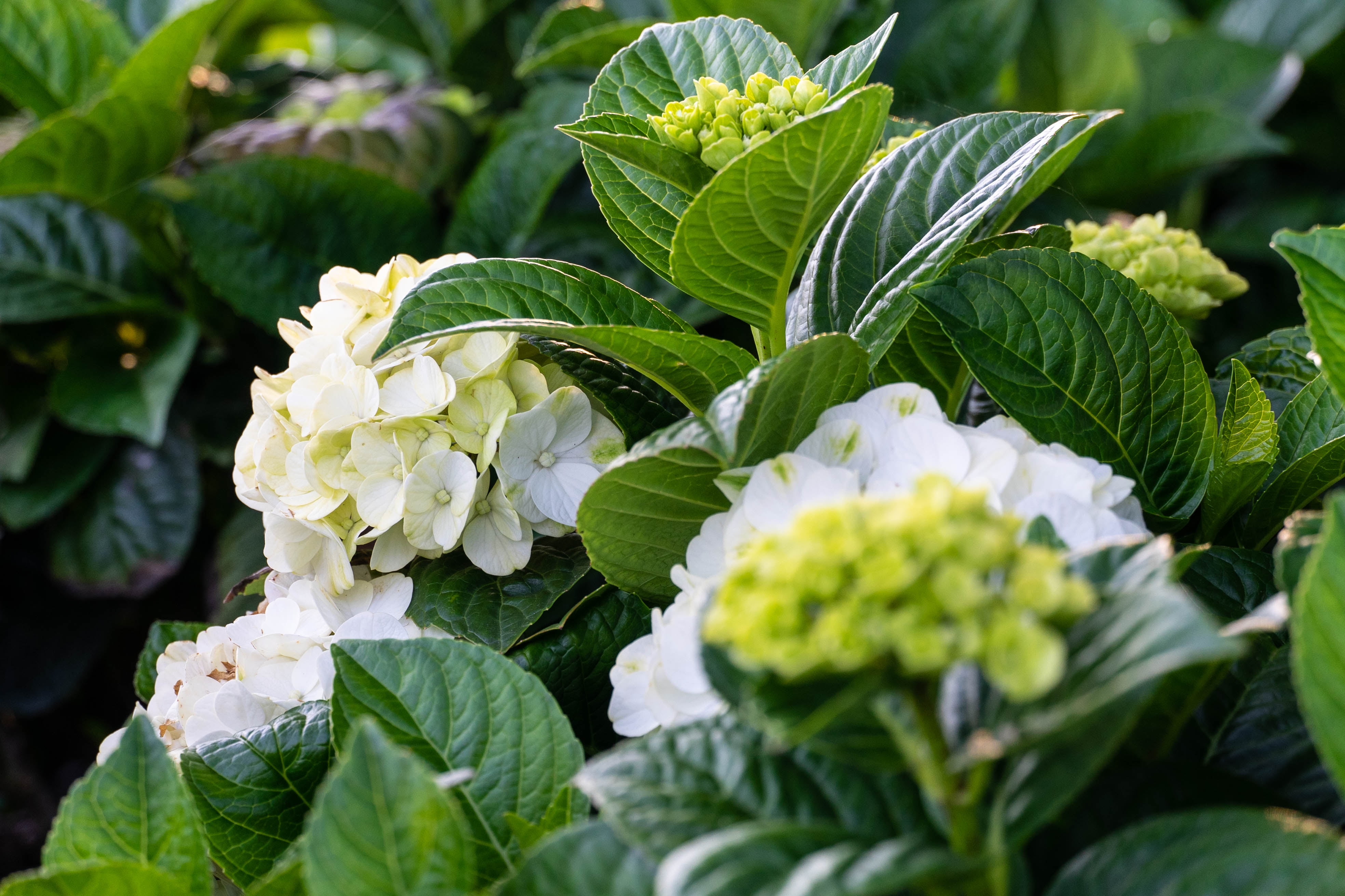 Bloomin' Easy Grin and Tonic Reblooming Hydrangea Live Shrub - Walmart.com