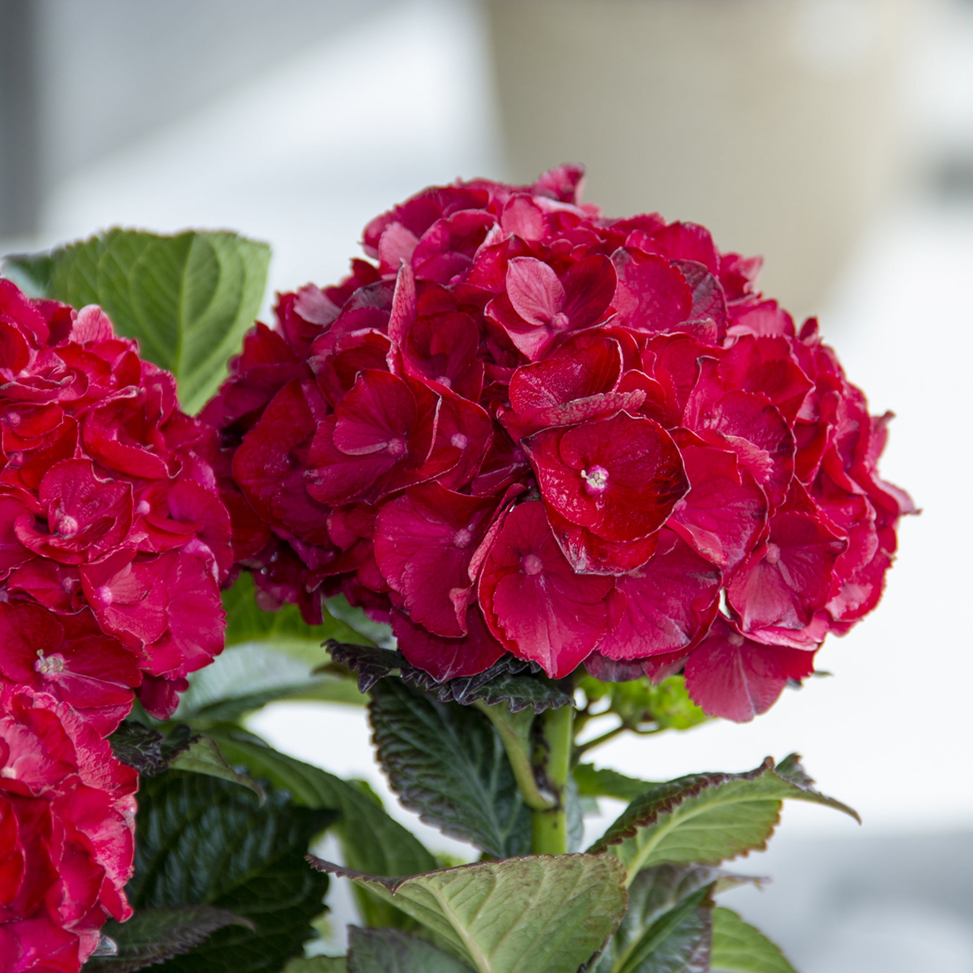 Jumbo Pint Cherry-go-Round Reblooming Hydrangea Live Shrub, Compact ...